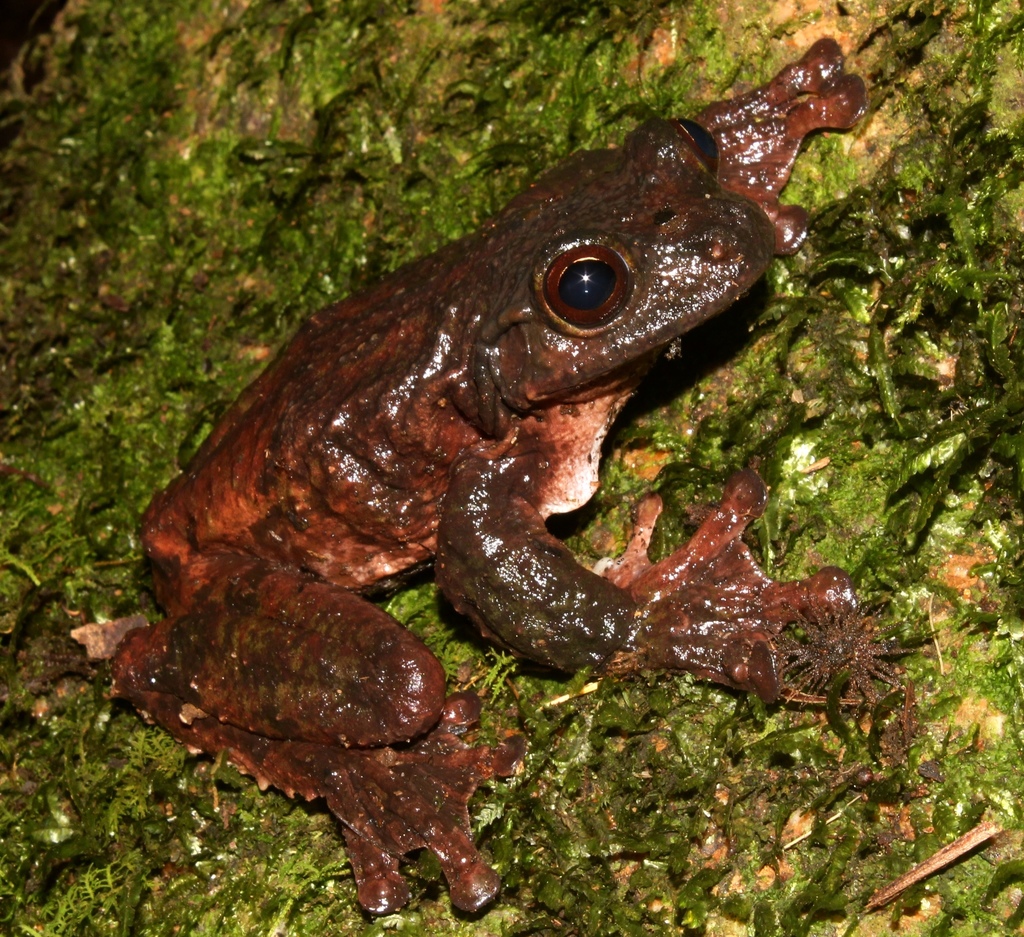 Copan Tree Frog in July 2018 by Alex Rebelo. Found by Cameron Thorp ...