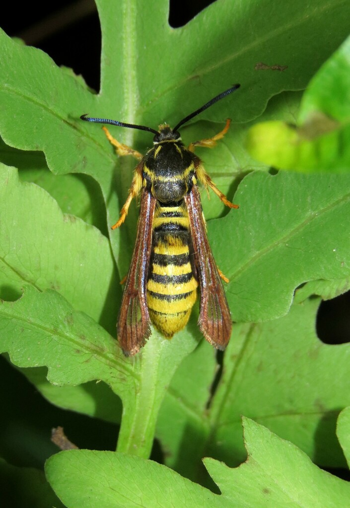Raspberry Crown Borer from 200 Nevada Ave, Staten Island, NY 10314, USA ...