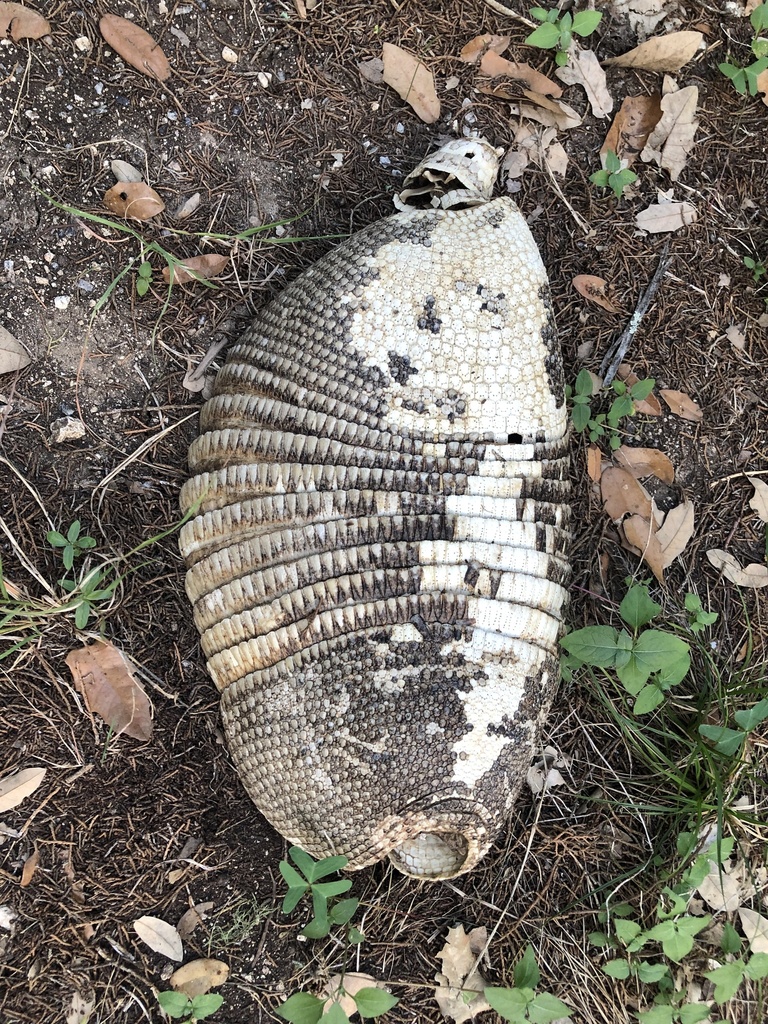 Nine-banded Armadillo from Marion, TX, US on September 17, 2022 at 08: ...