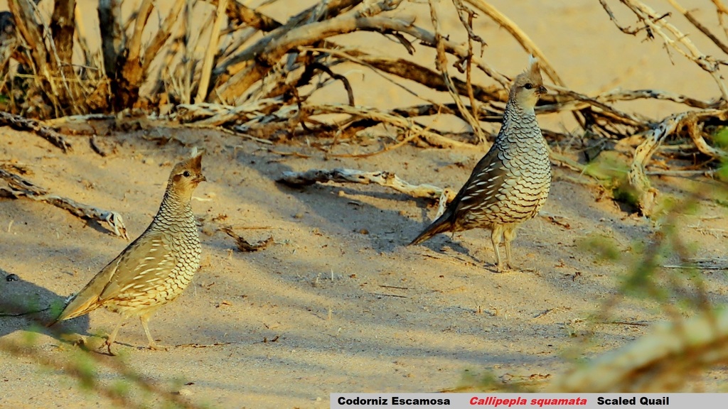 Scaled Quail from La Soledad, Chihuahua, Mexico on July 5, 2013 at 07: ...