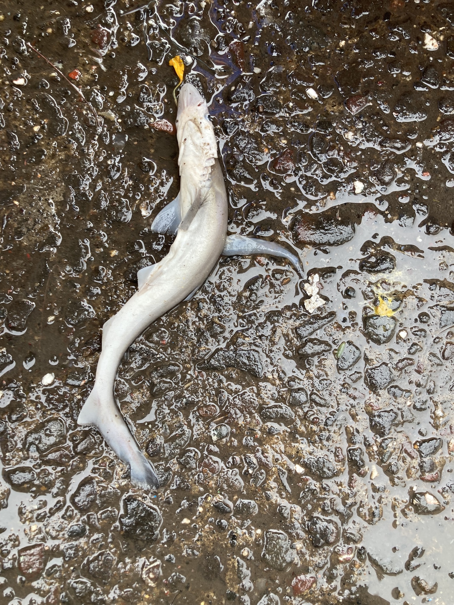 Scoliodon Müller & Henle, 1837