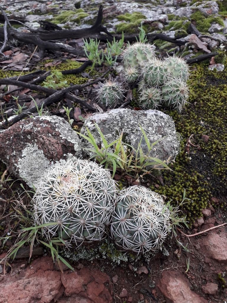 Coryphantha compacta in August 2022 by Ramón Isaac Miramontes Cinco ...