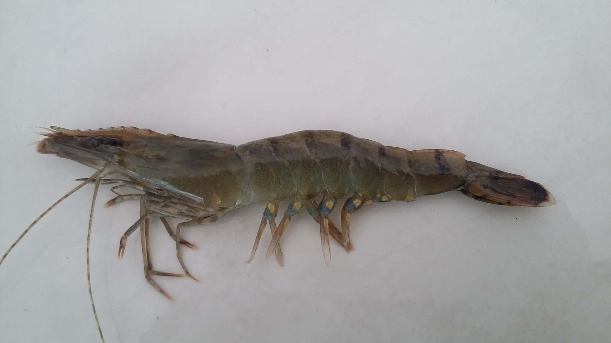 Penaeus monodon Fabricius, 1798