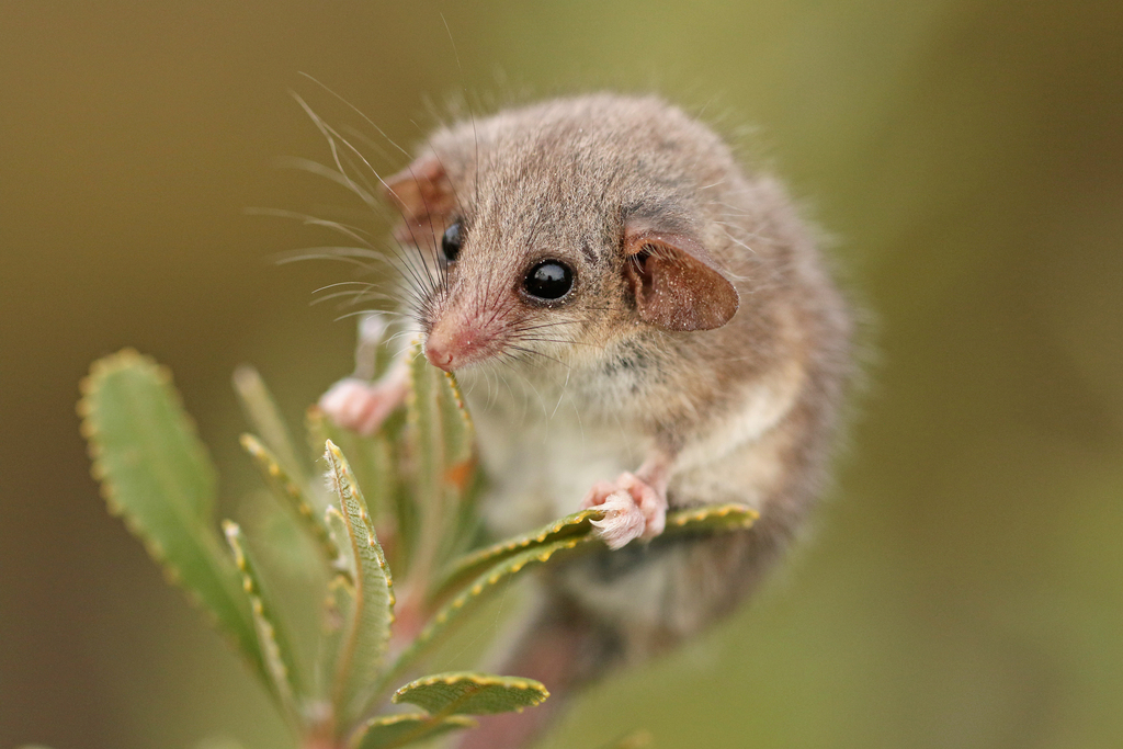 Pygmy Possums (Burramyidae) - Know Your Mammals