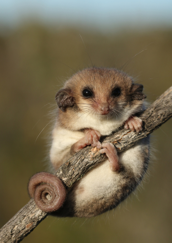 Pygmy Possums (Burramyidae) - Know Your Mammals
