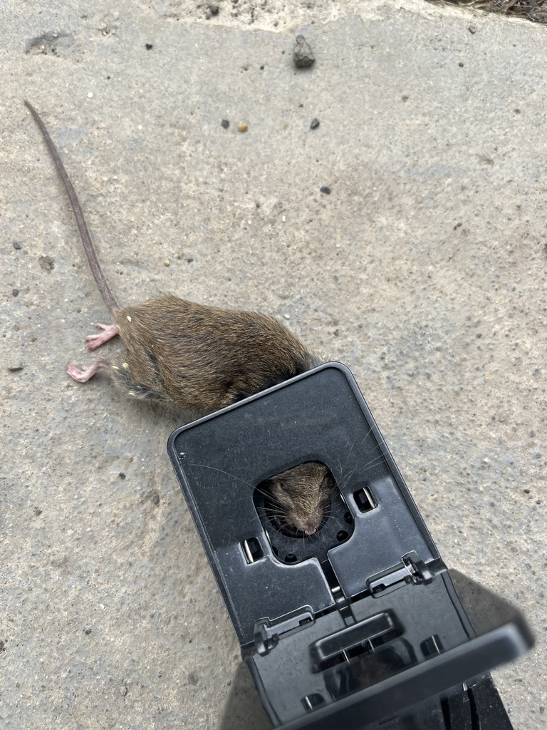 House Mouse from Rosyth Rd, Rye, VIC, AU on September 20, 2022 at 02:41 ...