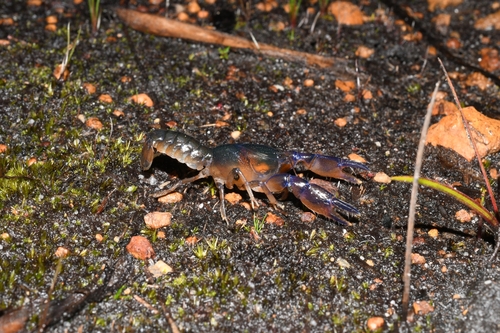 Engaewa walpolea · iNaturalist