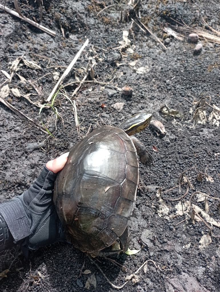 South Asian Box Turtle in September 2022 by Dwi Agus · iNaturalist
