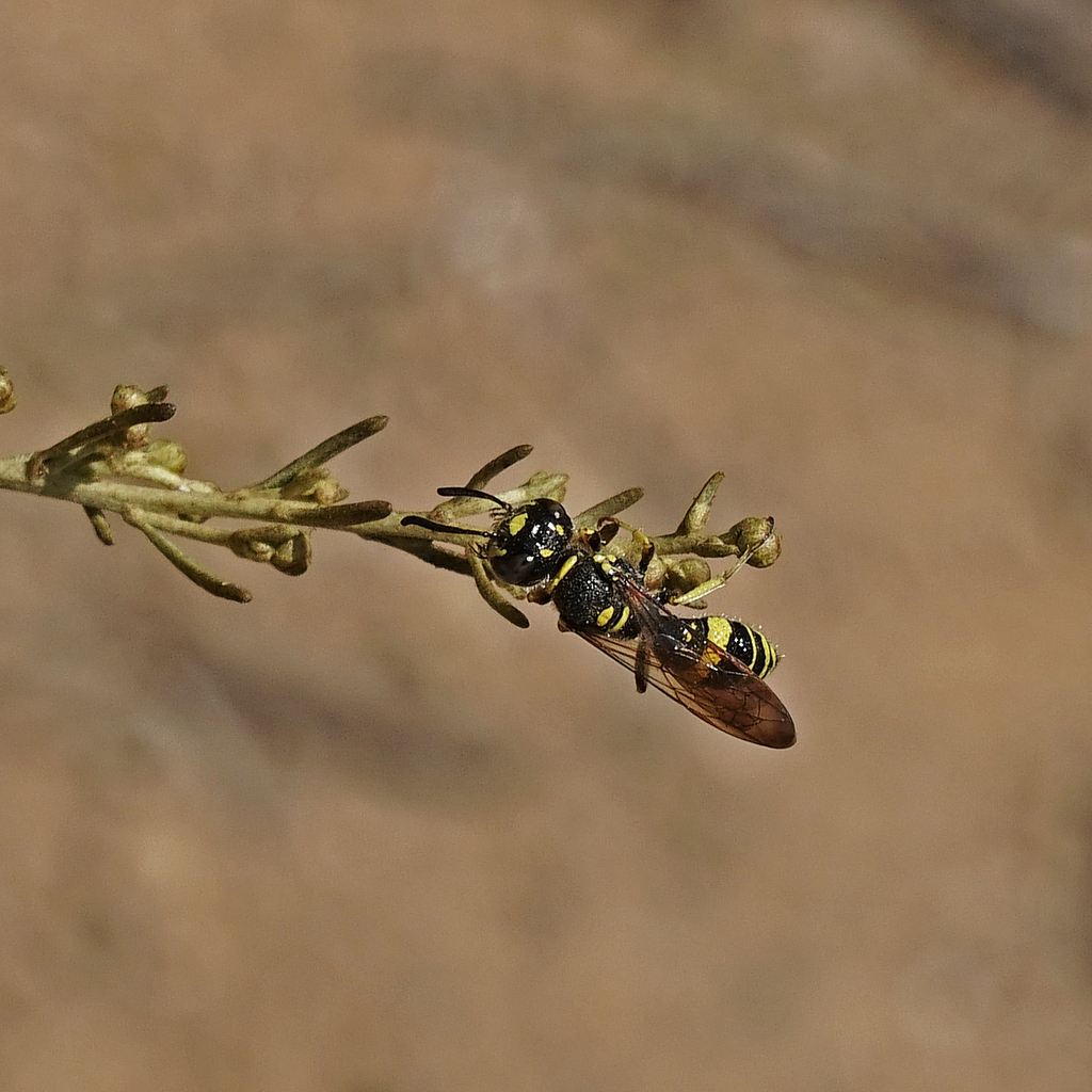 Hump-backed Beewolf from 18751 Laguna Canyon Rd, Laguna Beach, CA 92651 ...