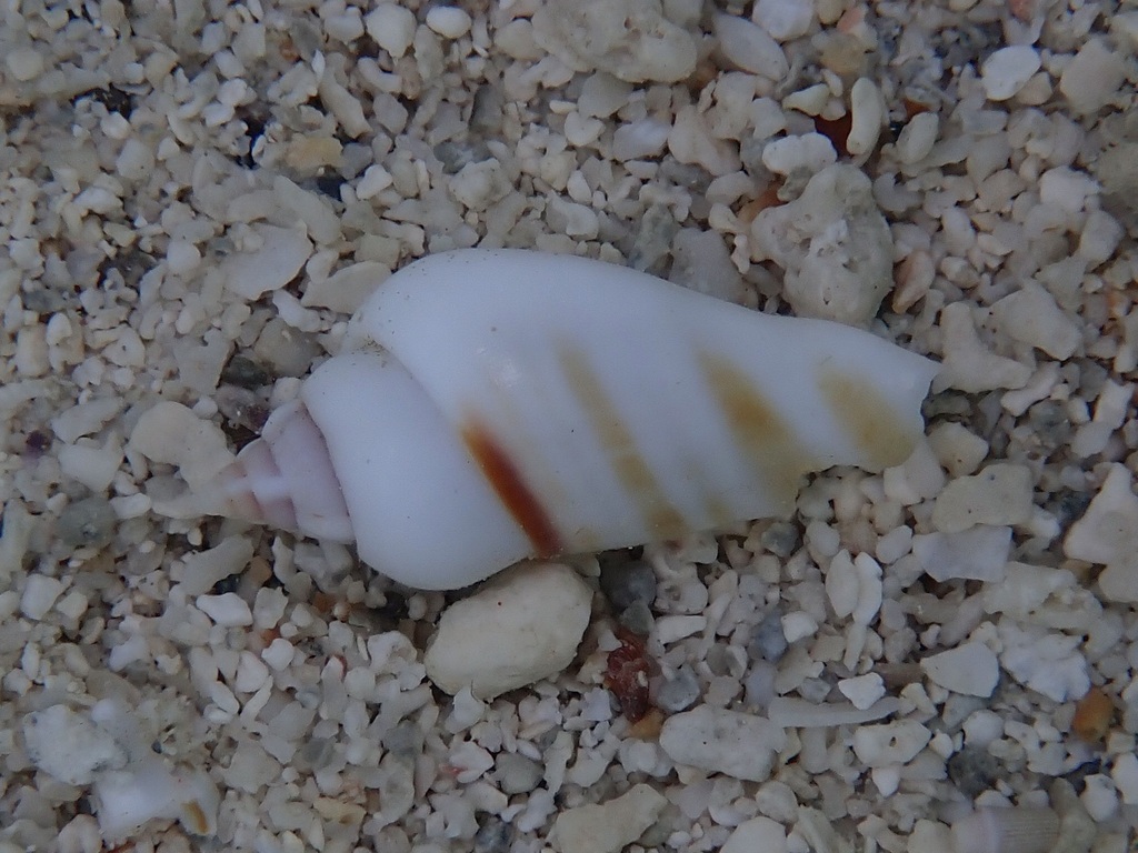 Gibbose Stromb from Windward Islands, French Polynesia on September 20 ...