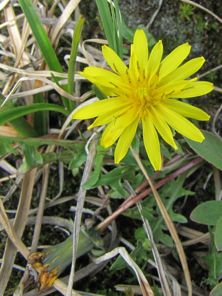 Alaska Dandelion from Wellesley Peak, vic. Koidern, Yukon, Canada on ...