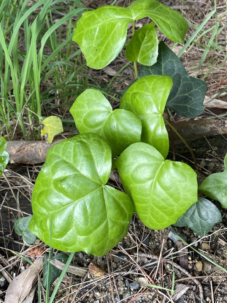 common ivy from Jeremy Way, Frankston South, VIC, AU on September 21 ...