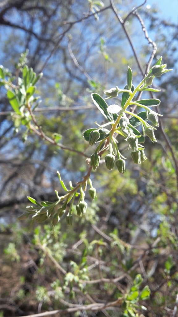 Transvaal Bluebush from Mookgophong/Modimolle, South Africa on ...