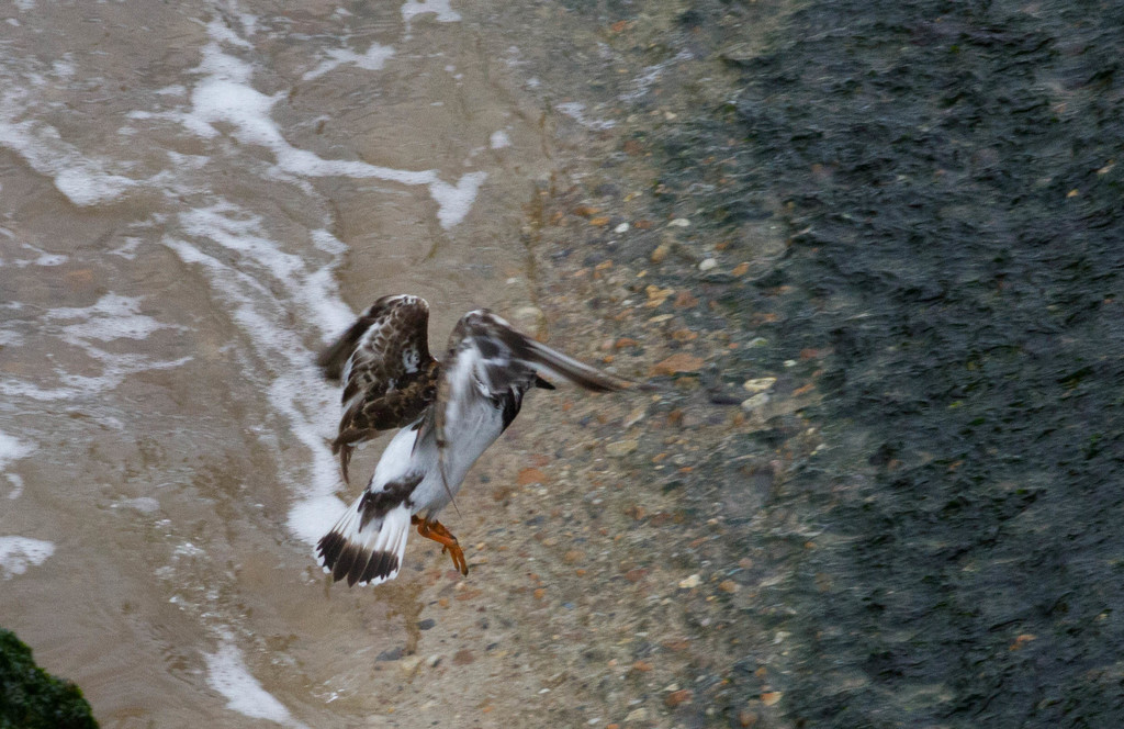 Ruddy Turnstone from Lowestoft, UK on August 14, 2018 at 04:42 PM by ...