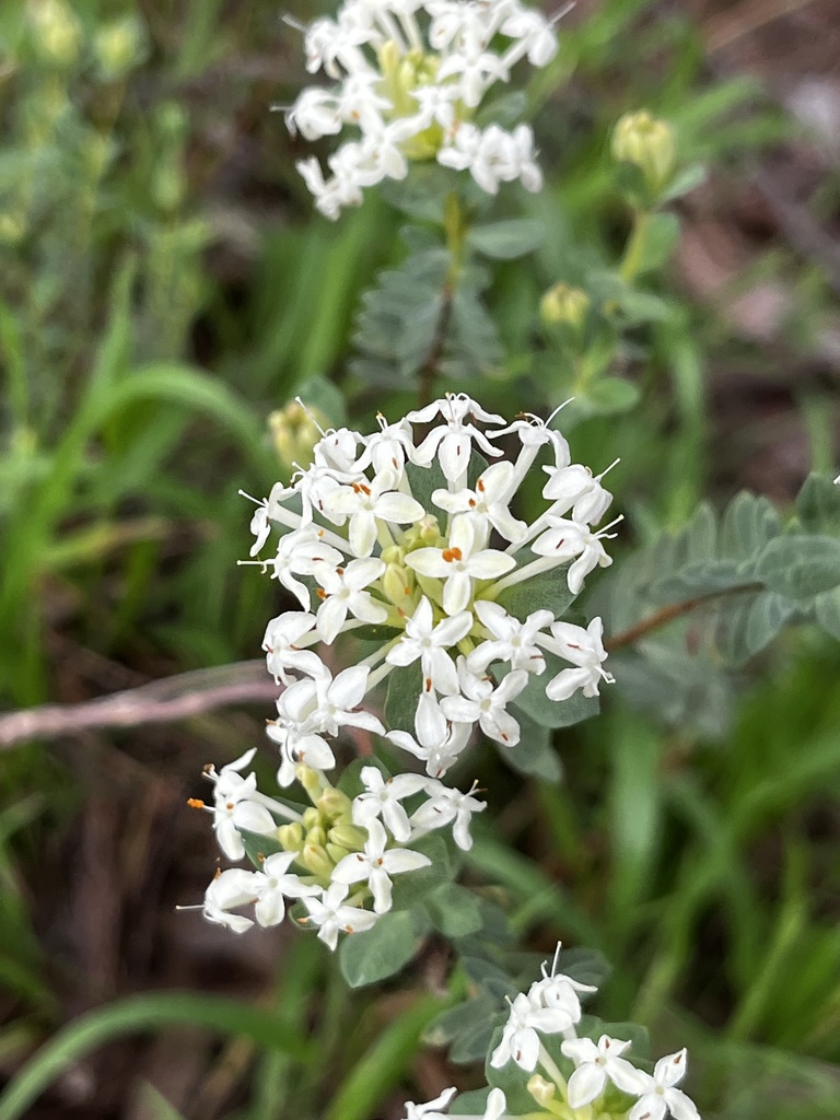 Common Rice-flower (Pimelea humilis) - Botanical Realm