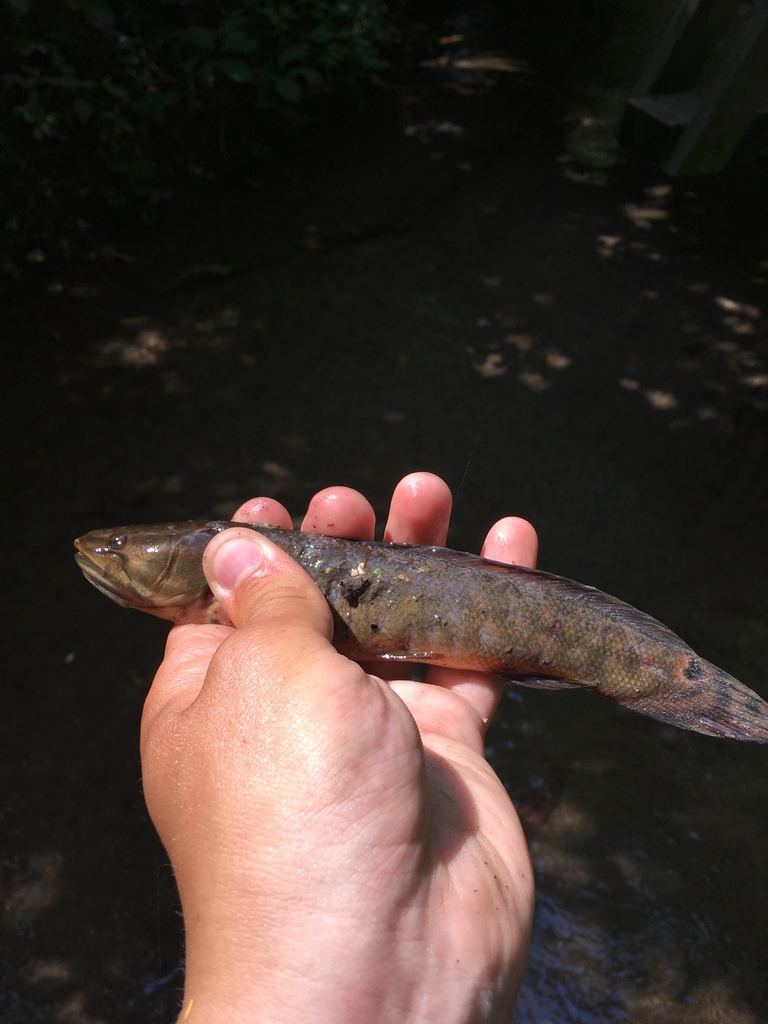 Eyetail Bowfin from Minnesota Valley National Wildlife Refuge ...