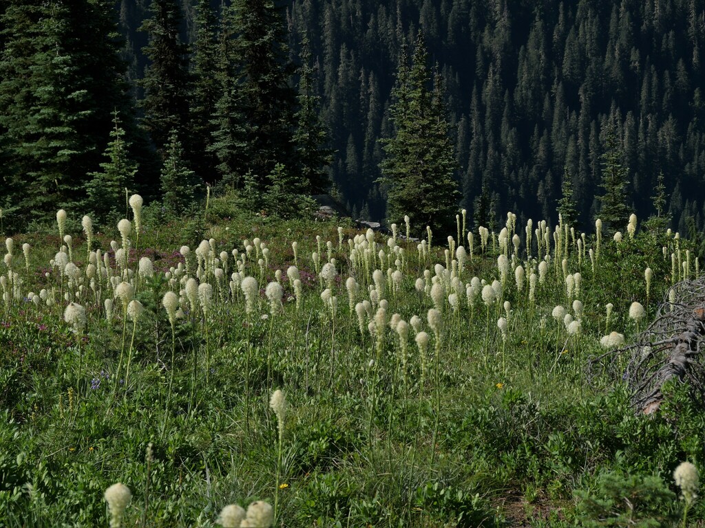 common beargrass from Pierce County, WA, USA on July 30, 2022 at 05:09 ...