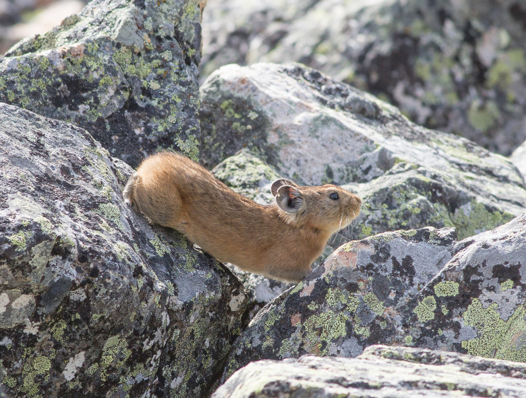 Alpine Pika from Kosh-Agachsky District, Altai Republic, Russia on ...