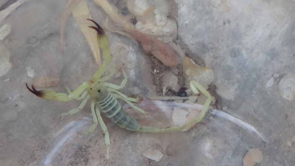 Hemiscorpius lepturus from Homak, Iran on April 29, 2022 at 06:04 AM by ...