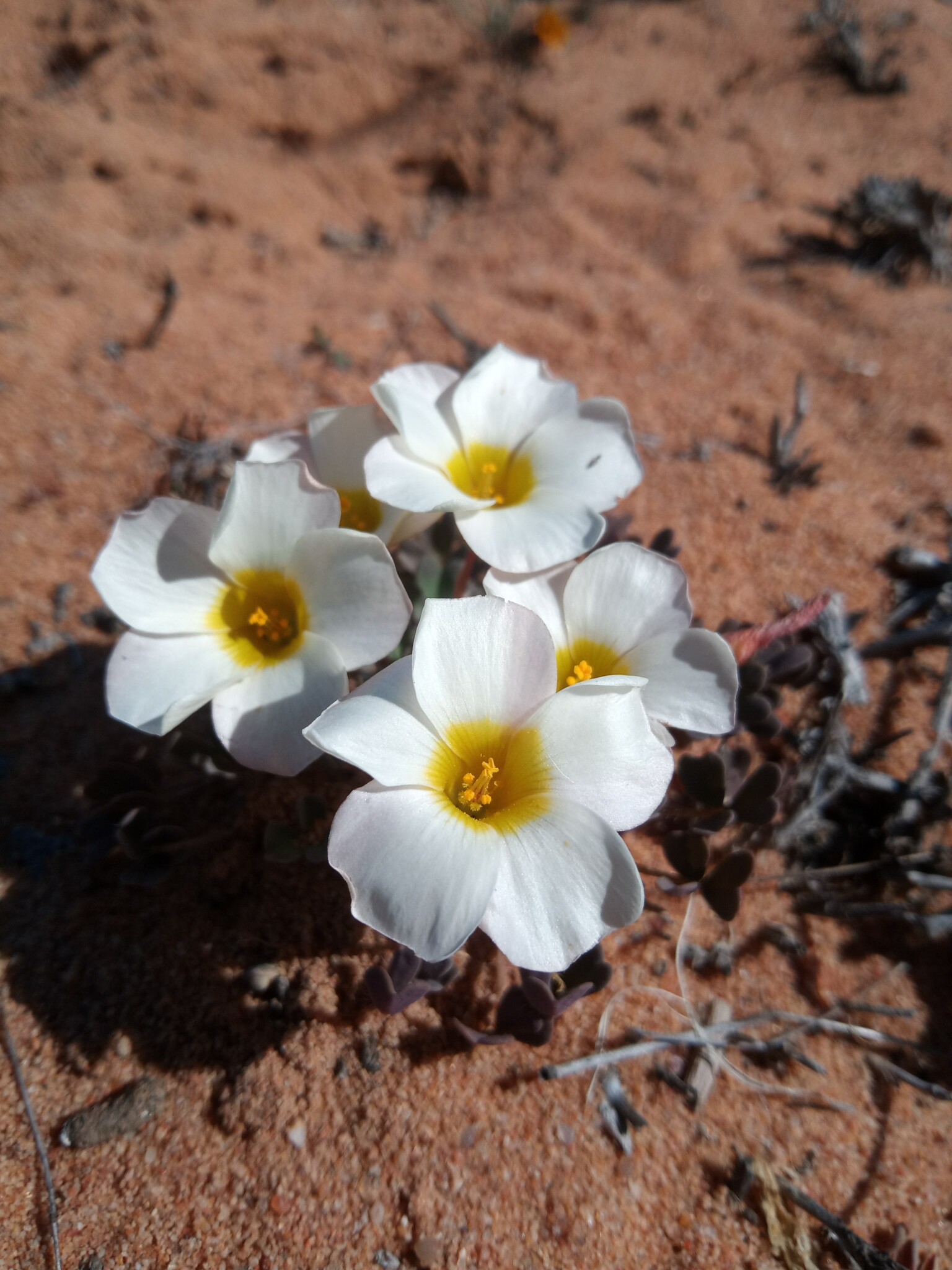 Oxalis annae F.Bolus