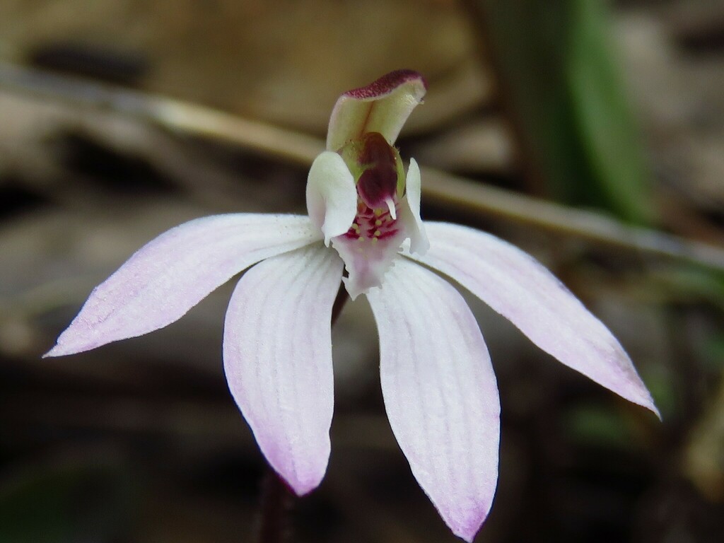 Dusky Fingers from Cullen Bullen NSW 2790, Australia on September 21 ...