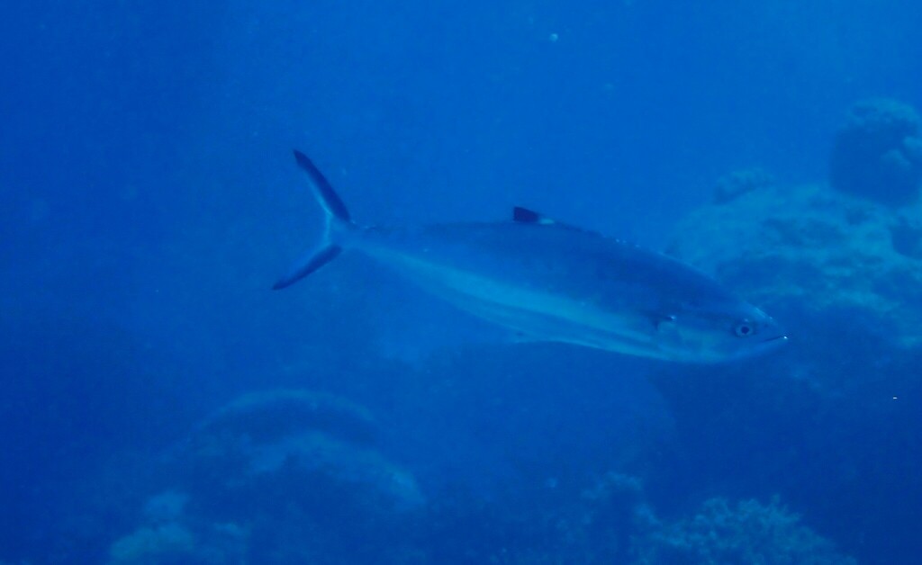 Lesser Queenfish from Cairns, QLD, Australia on September 10, 2022 at ...