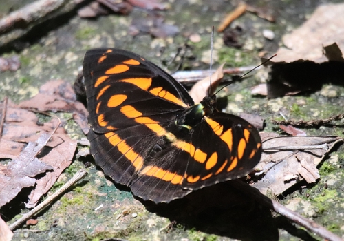 Athyma eulimene · iNaturalist Mexico