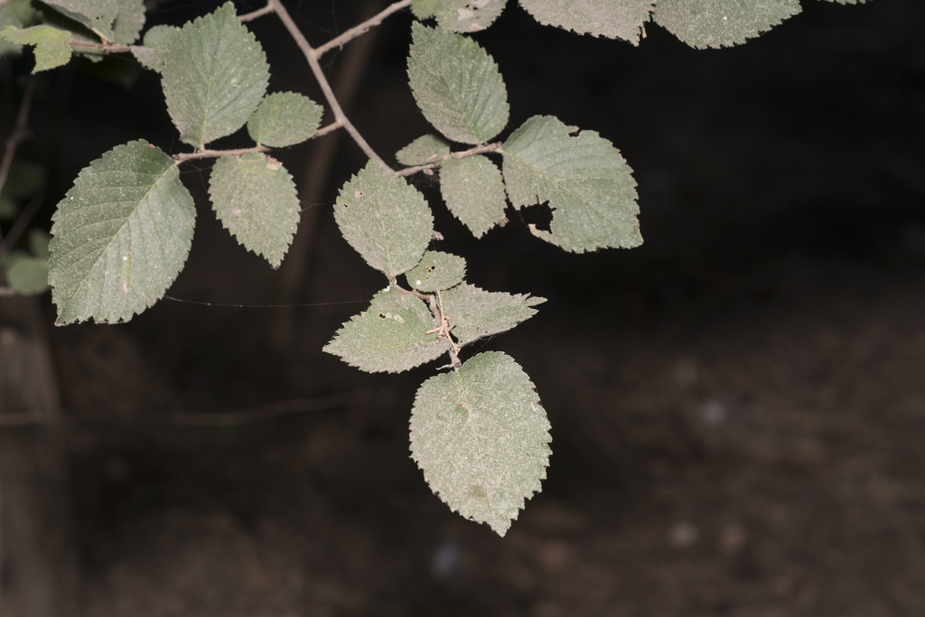 Field Elm complex (Ulmus minor) - Botanical Realm