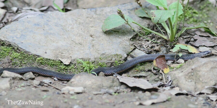 Blakeway’s Mountain Snake from Ayetharyar, Myanmar (Burma) on July 3 ...