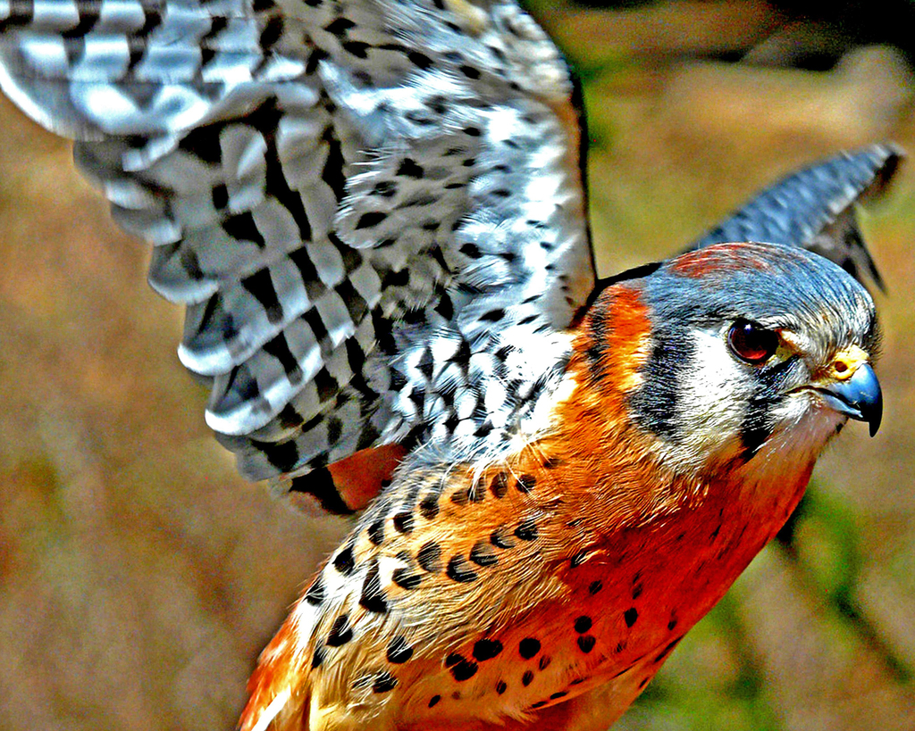 Falcons and Caracaras (Falconidae) - Avian Discovery