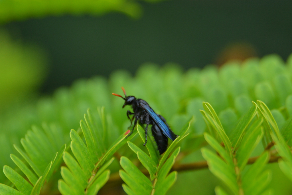 Scolia affinis from Hussain Sagar, Hyderabad, Telangana on September 20 ...