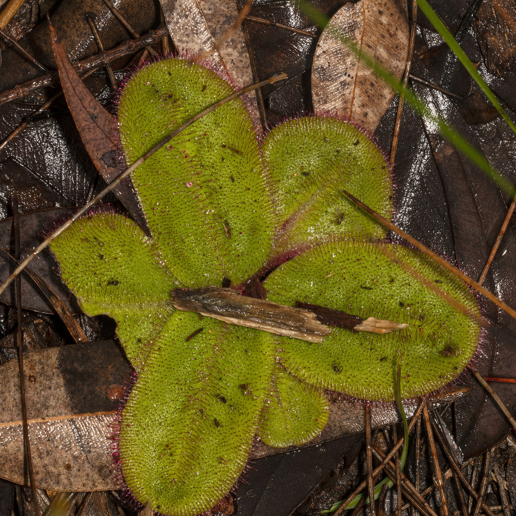 Drosera collina from Kalamunda, Western Australia, Australia on August ...