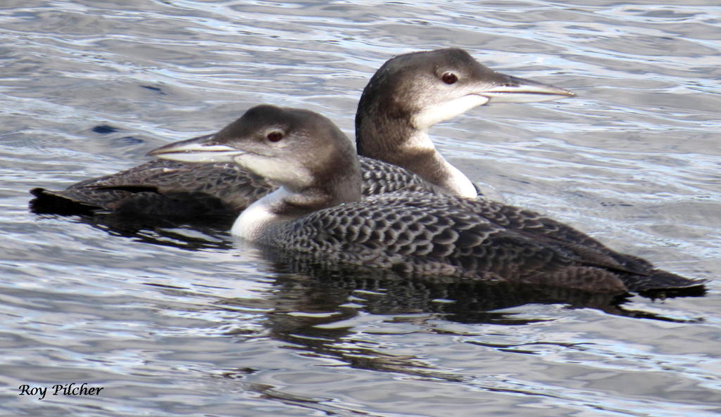 Common Loon (Birds of Rosewood Nature Study Area) · iNaturalist