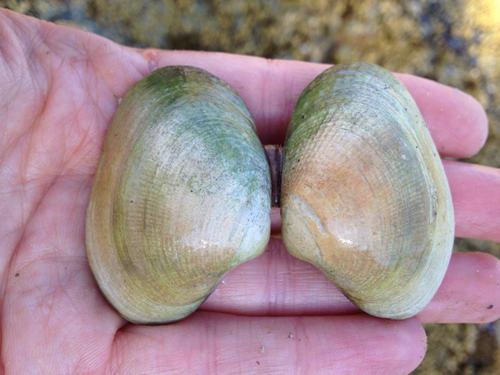 Japanese Littleneck Clam (Cama Beach St Pk-All Species) · iNaturalist