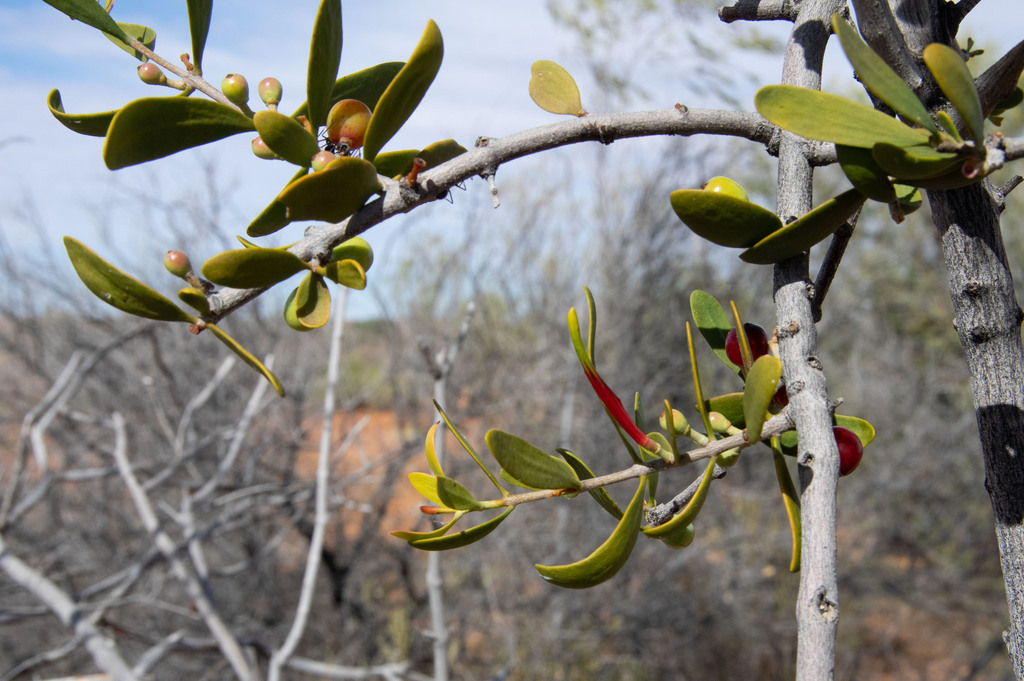 Harlequin Mistletoe from Unincorp. Far North, South Australia ...
