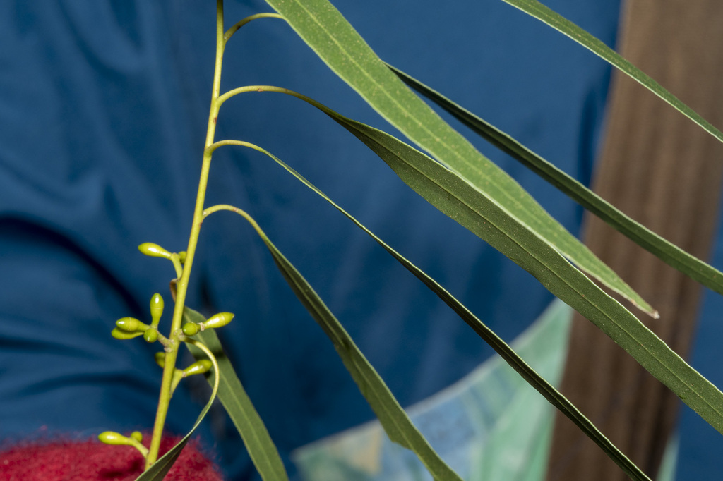 manna gum from Balook VIC 3971, Australia on September 18, 2022 at 12: ...