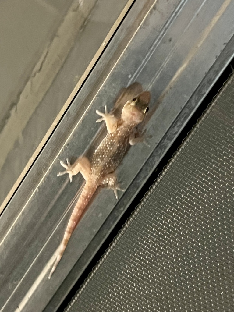 Mediterranean House Gecko from S Krueger Ave, Clifton, TX, US on ...
