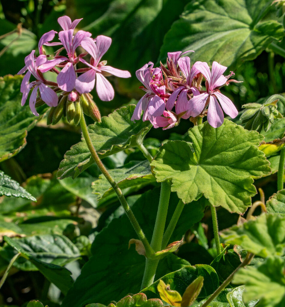 horseshoe geranium from Tsitsikamma, Cacadu, Eastern Cape, South Africa ...
