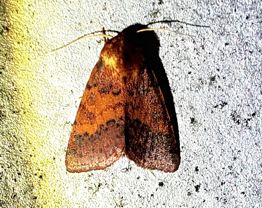 Orange Sallow from Tallassee, AL 36078, USA on September 20, 2022 at 09:17 PM by Bob Reed ...