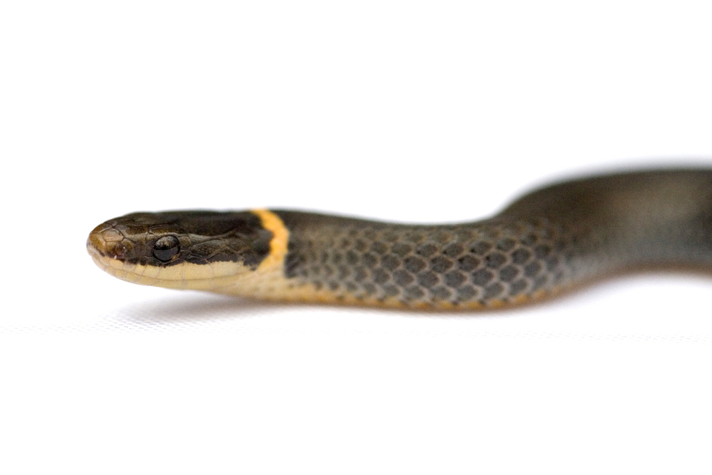 ring-necked snakes (Reptiles and Amphibians of the Sunol Region ...