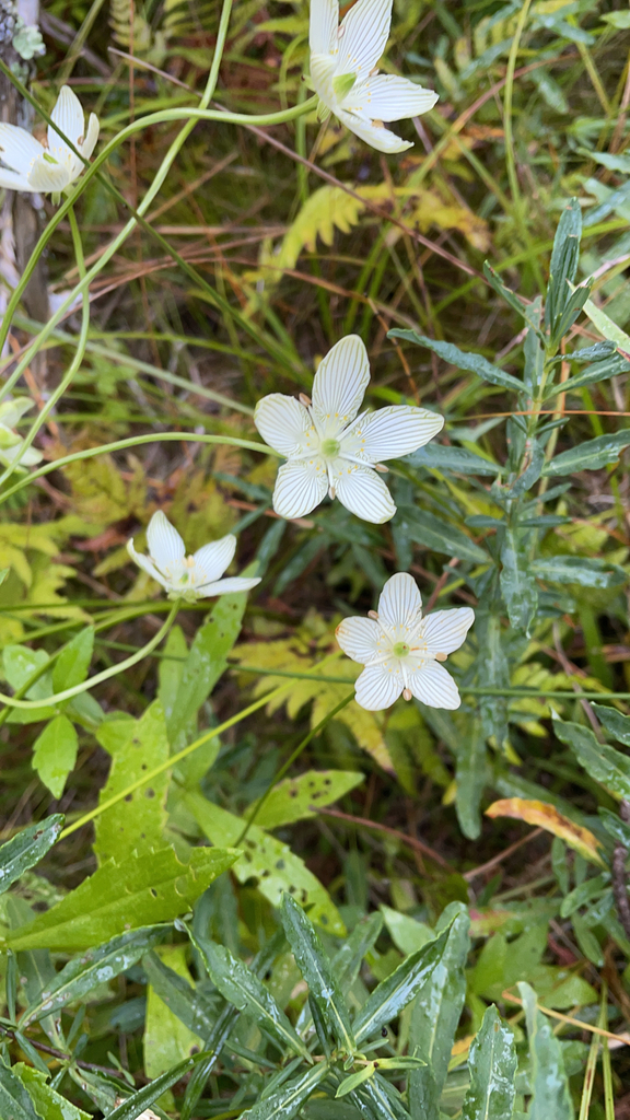 Fen Grass of Parnassus from Baileys Harbor on September 21, 2022 at 08: ...