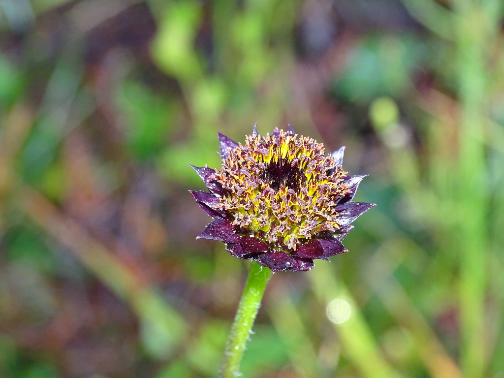 Rayless Sunflower from Covington, Alabama, United States on September ...