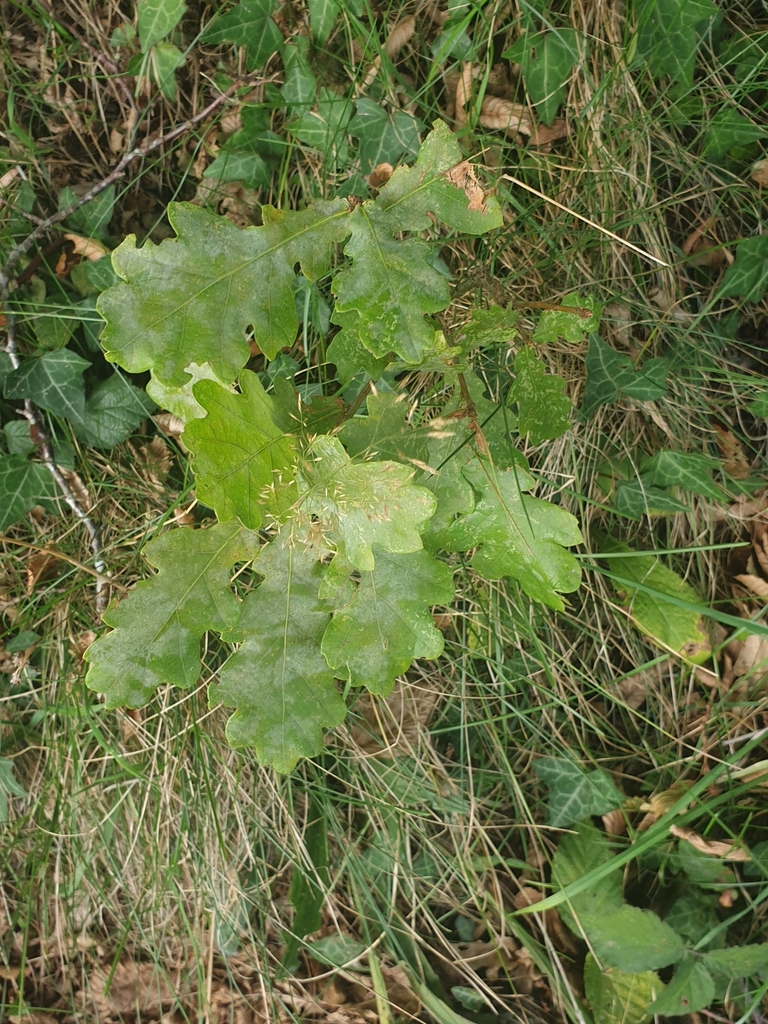 oaks from Plymouth PL7 5DG, UK on September 21, 2022 at 01:47 PM by ...