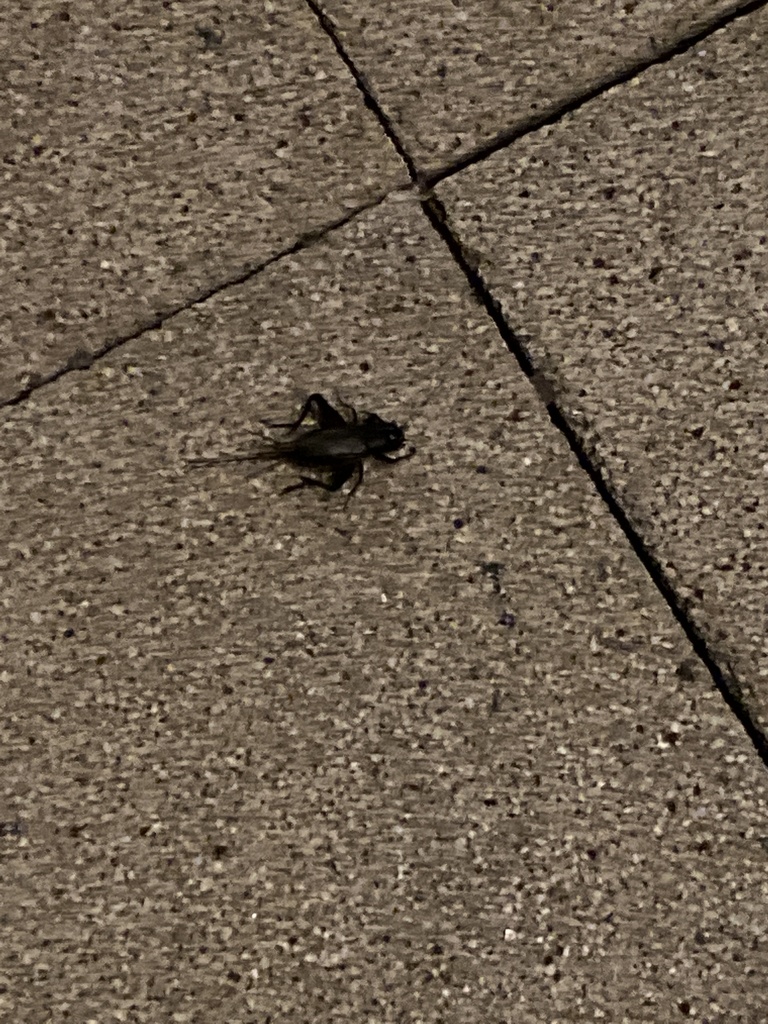 Emma Field Cricket from 国際教養大学, 秋田市, 秋田県, JP on September 21, 2022 at ...