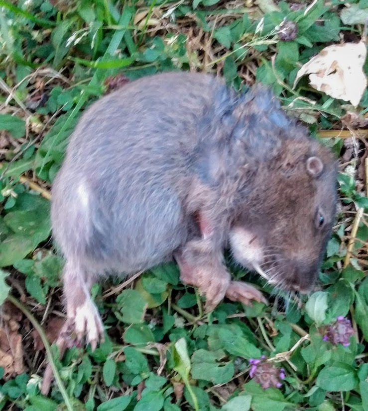 Camas Pocket Gopher from 5452 Marion Hill Rd SE, Turner, OR 97392, USA ...