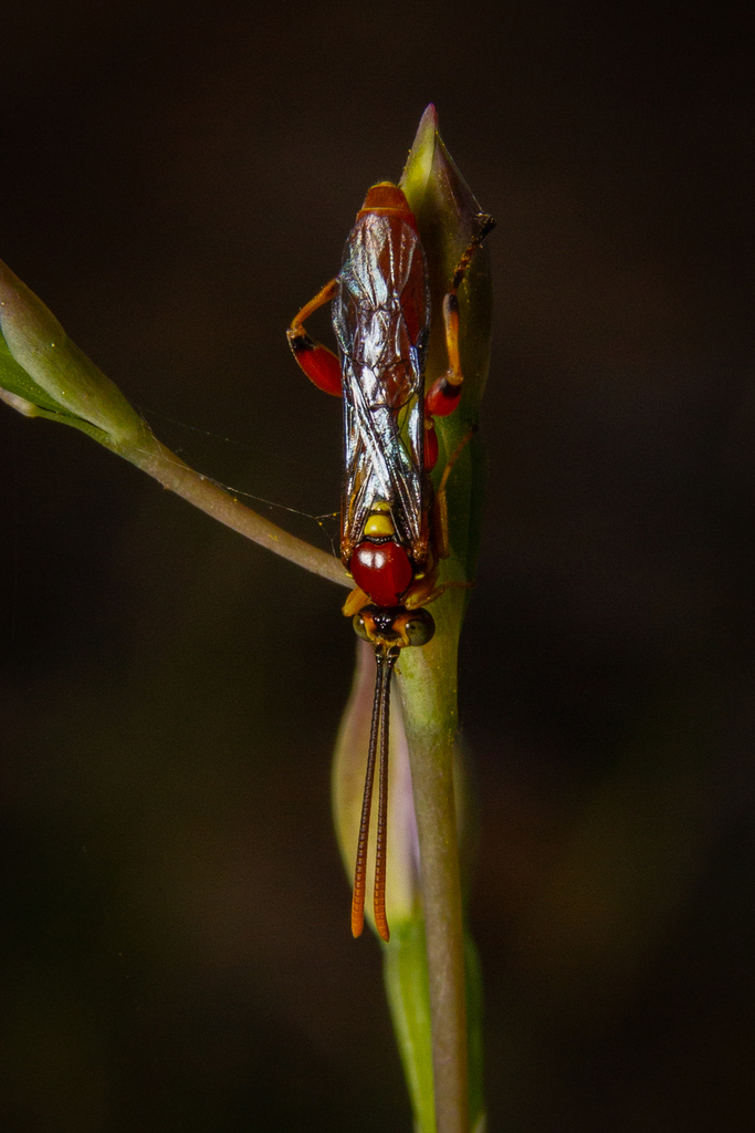 Bee Parasitizing Wasps in September 2022 by Eamonn Culhane. Supposedly ...