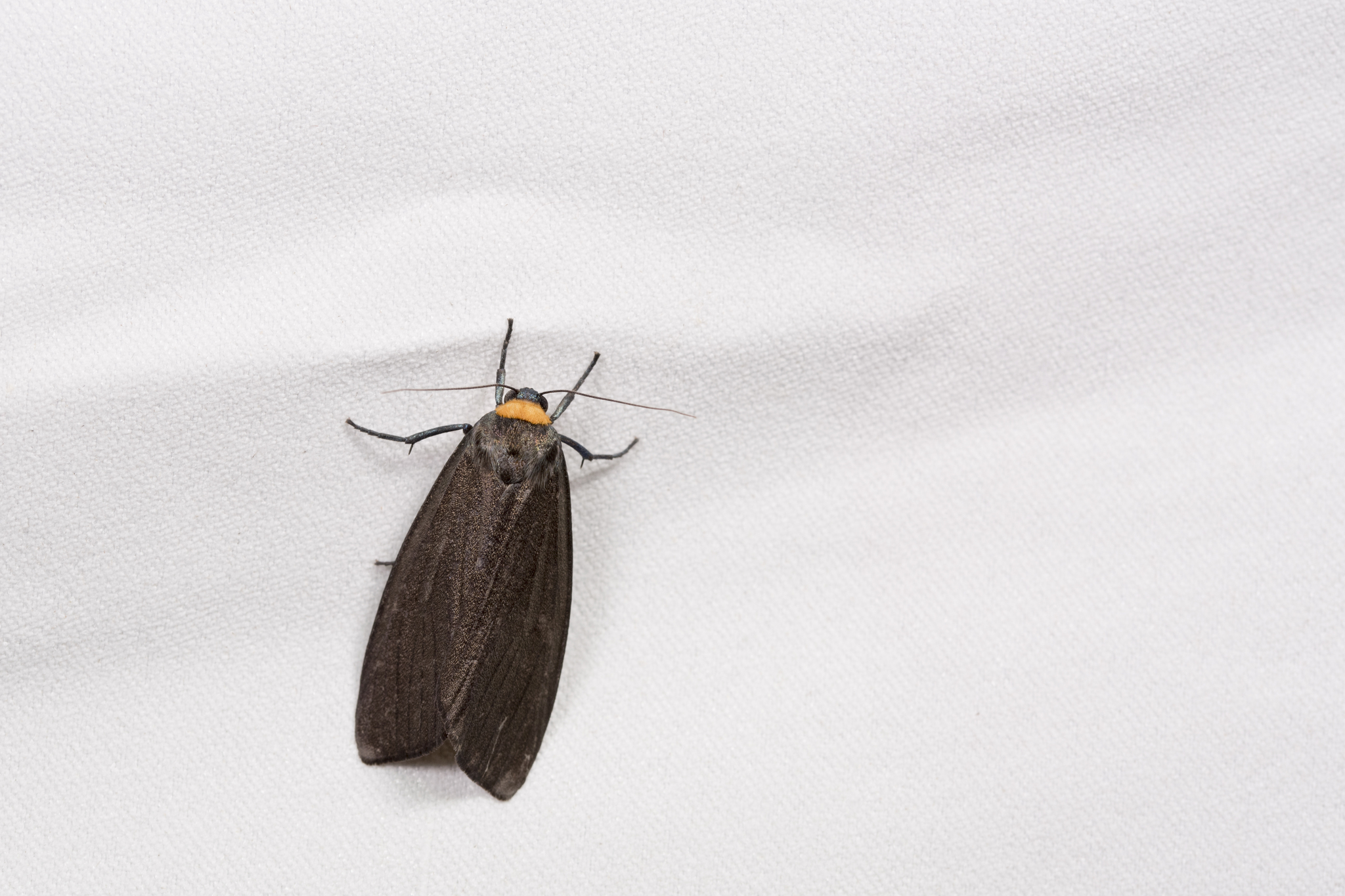 Paraona staudingeri formosana Okano, 1960