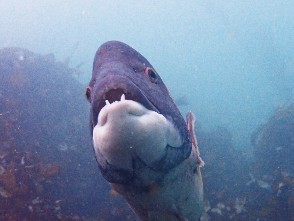 California sheephead in July 2022 by Donald Davesne · iNaturalist