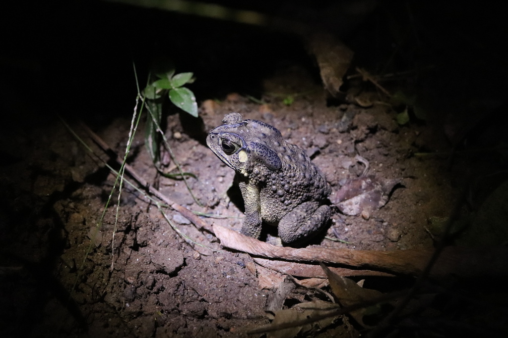 Asian Common Toad from 荔城, 广州市, 广东省, CN on September 21, 2022 at 08:00 ...