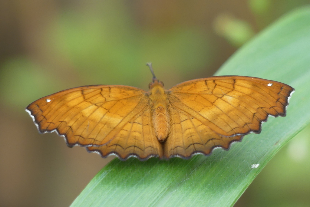 Angled Castor from Soi Ban Nong Khieo, Tambon Mueang Na, Amphoe Chiang ...